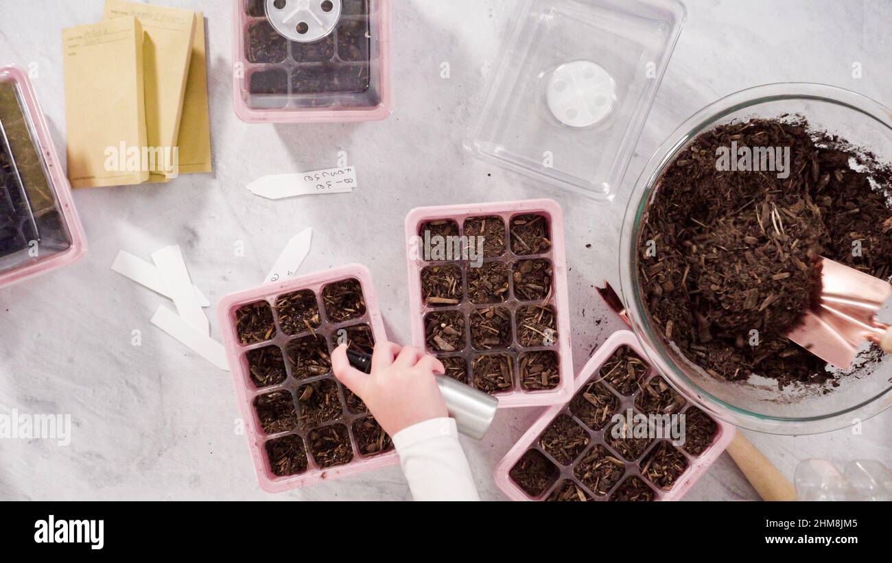 Flat lay. Little girl helping planting seeds in seed propagator with ...