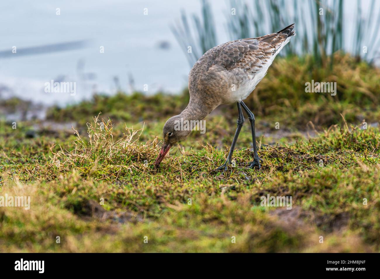 Black-tailed Godwit, Limosa limosa in environment Stock Photo - Alamy