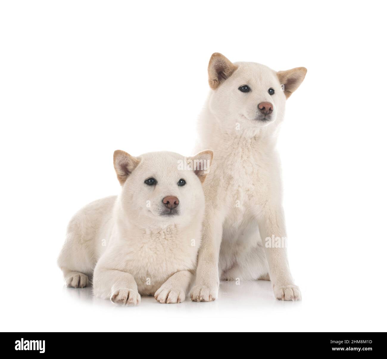 white shiba inus in front of white background Stock Photo - Alamy
