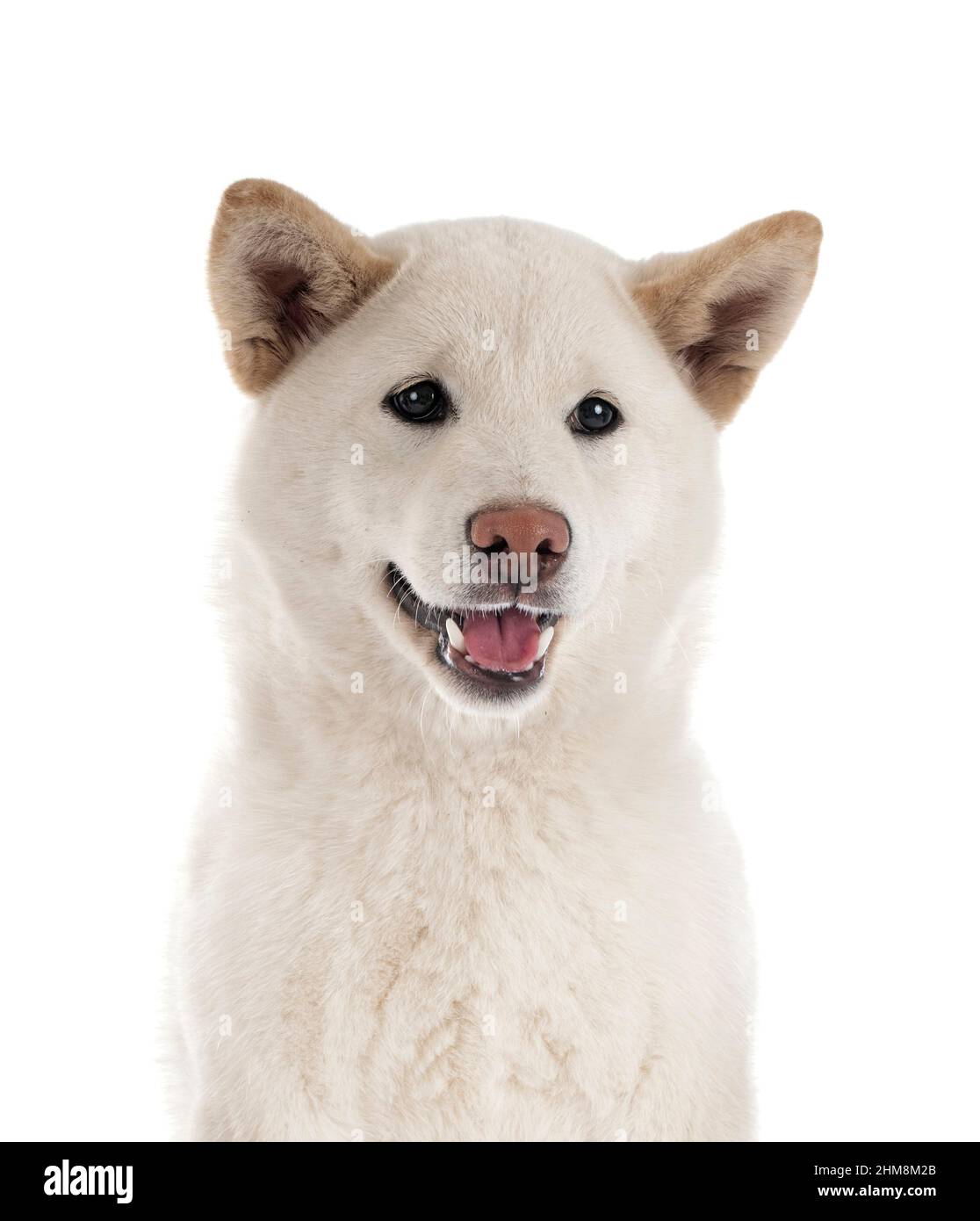 white shiba inu in front of white background Stock Photo - Alamy