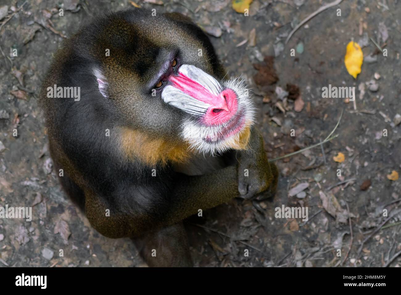 Detail closeup shot of mandrill, Mandrillus sphinx, primate native to ...