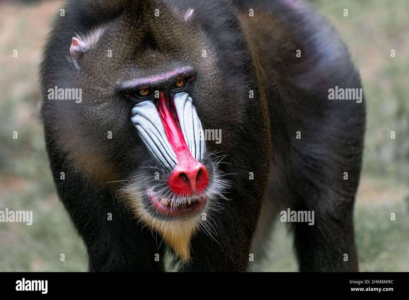 Detail closeup shot of mandrill, Mandrillus sphinx, primate native to ...