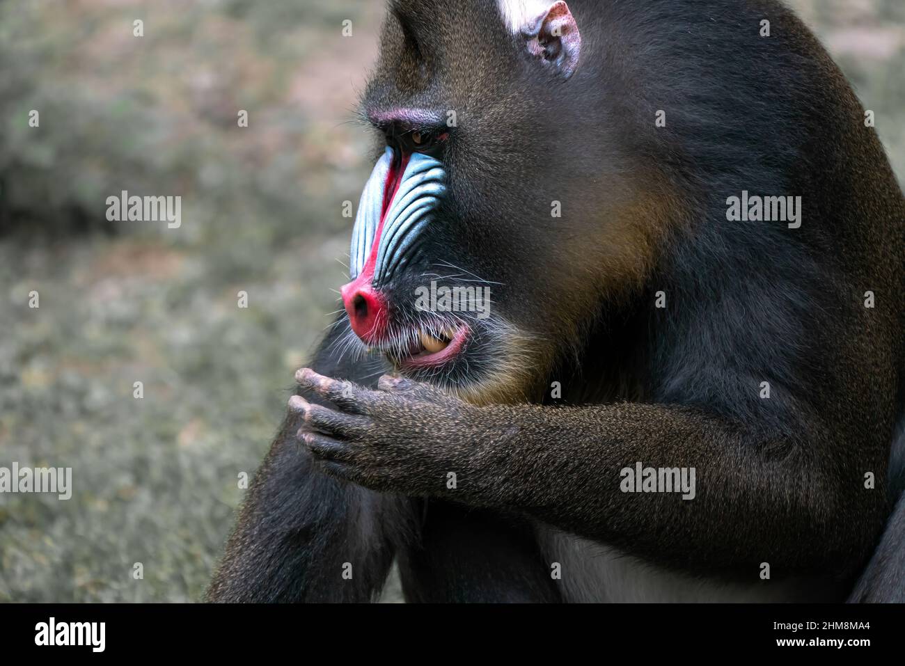 Detail closeup shot of mandrill, Mandrillus sphinx, primate native to ...