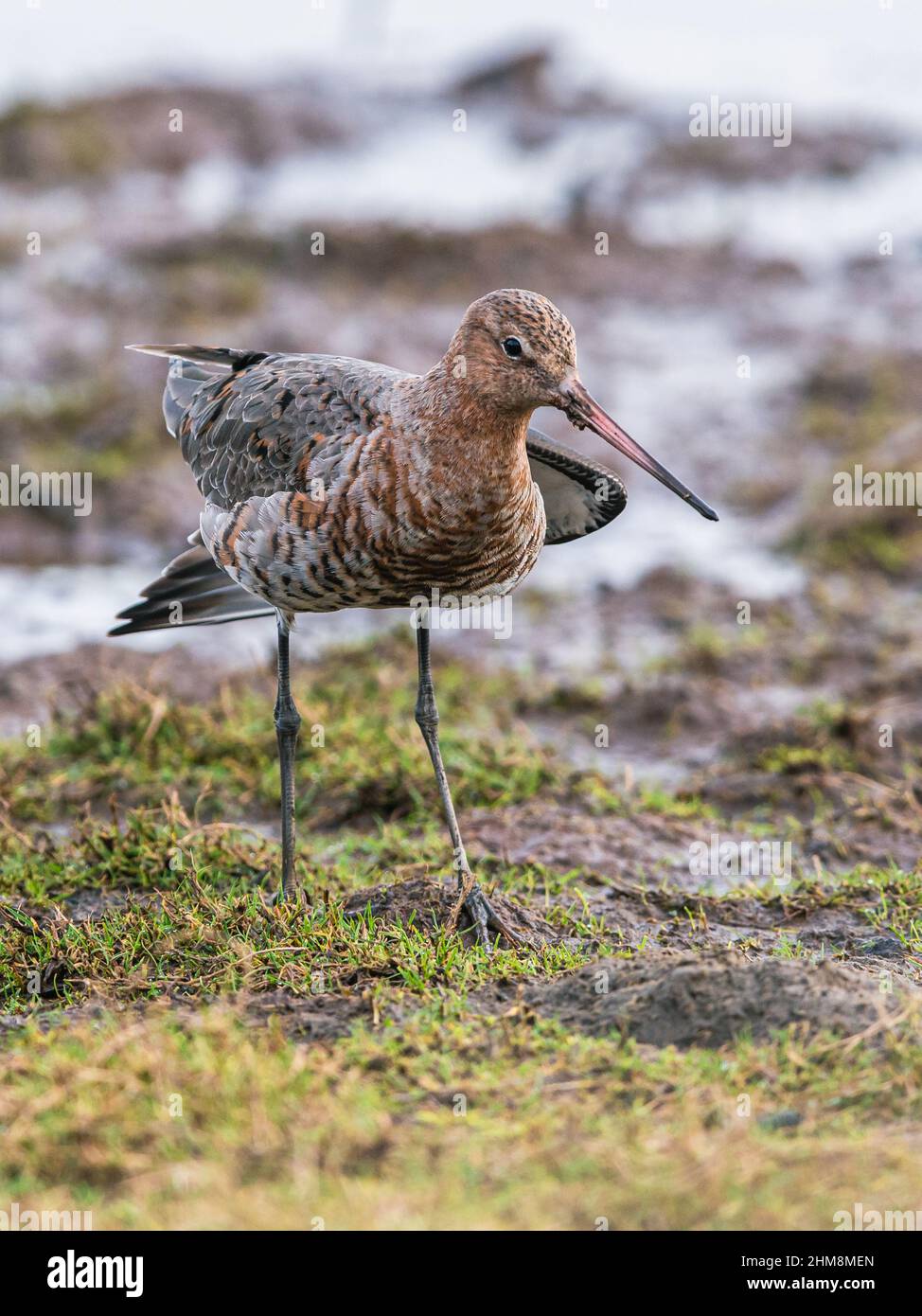 Black-tailed Godwit, Limosa limosa in environment Stock Photo - Alamy