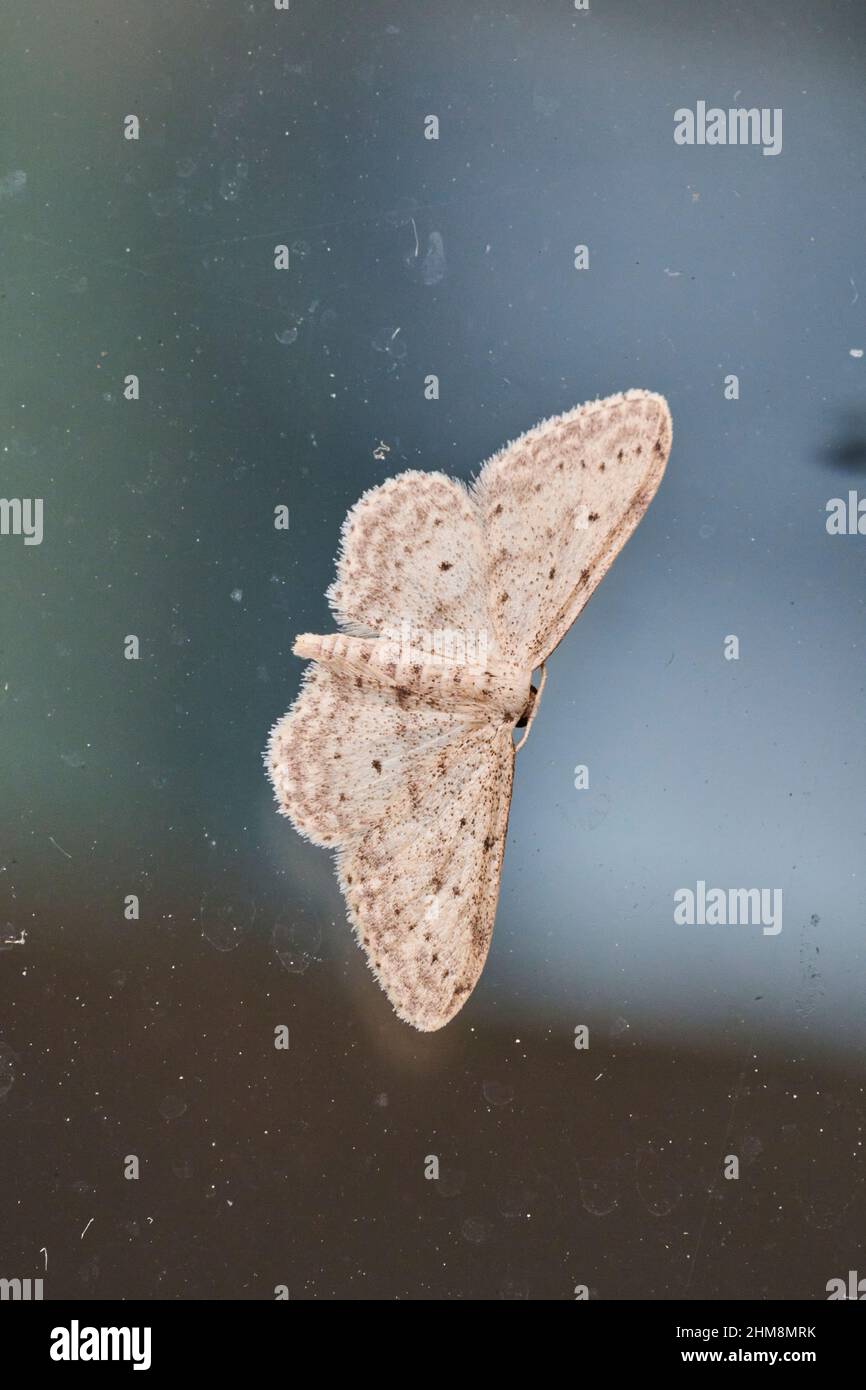 white moth with wide spread wings on a glass window Stock Photo - Alamy