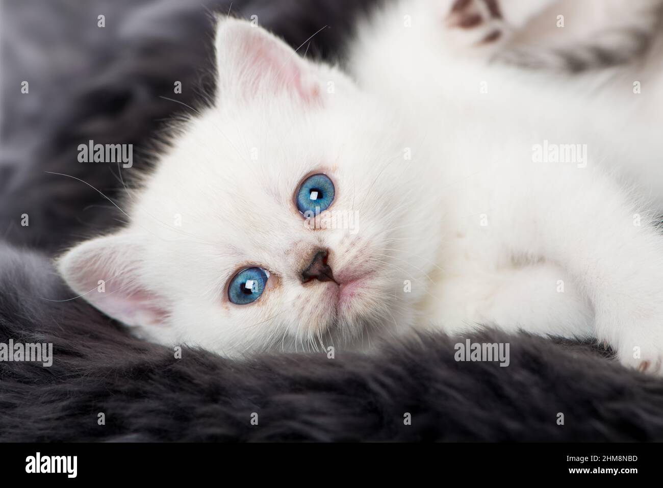 British shorthair kitten lying on a sheep fur Stock Photo - Alamy