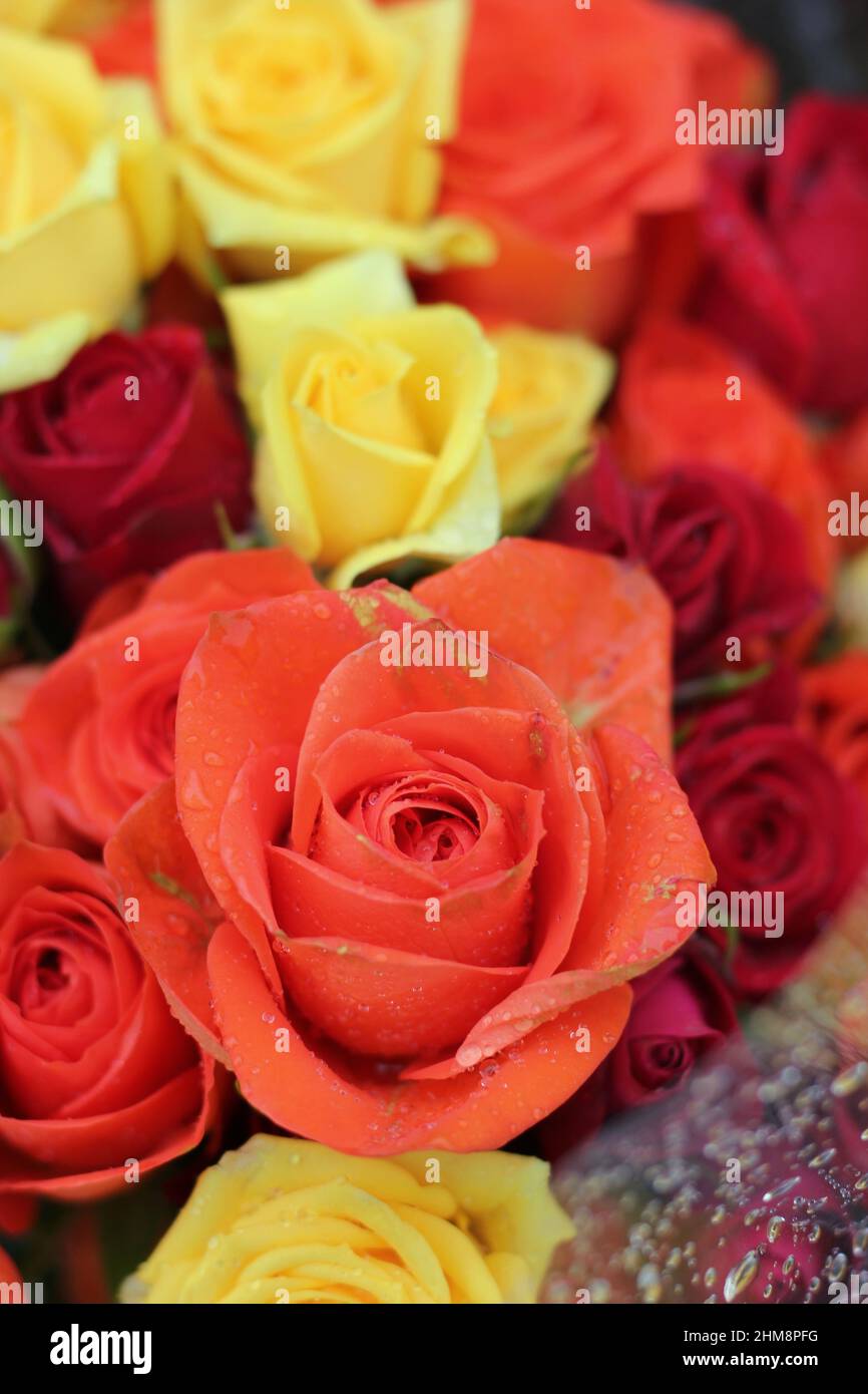 Beautiful bouquet of fresh flowers in full bloom as a gift for someone ...