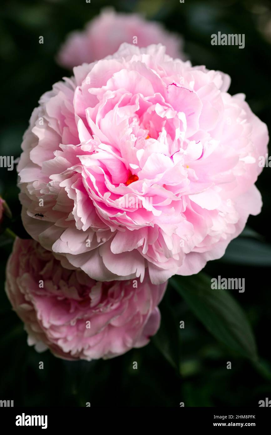 Famiglia natura hi-res stock photography and images - Alamy