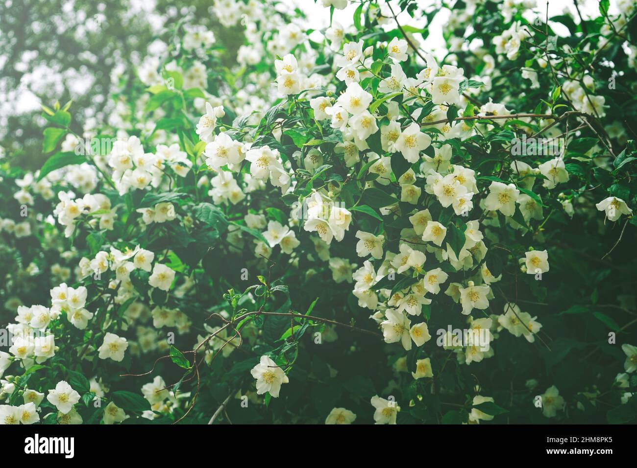 Beautiful background of little white flowers Stock Photo - Alamy