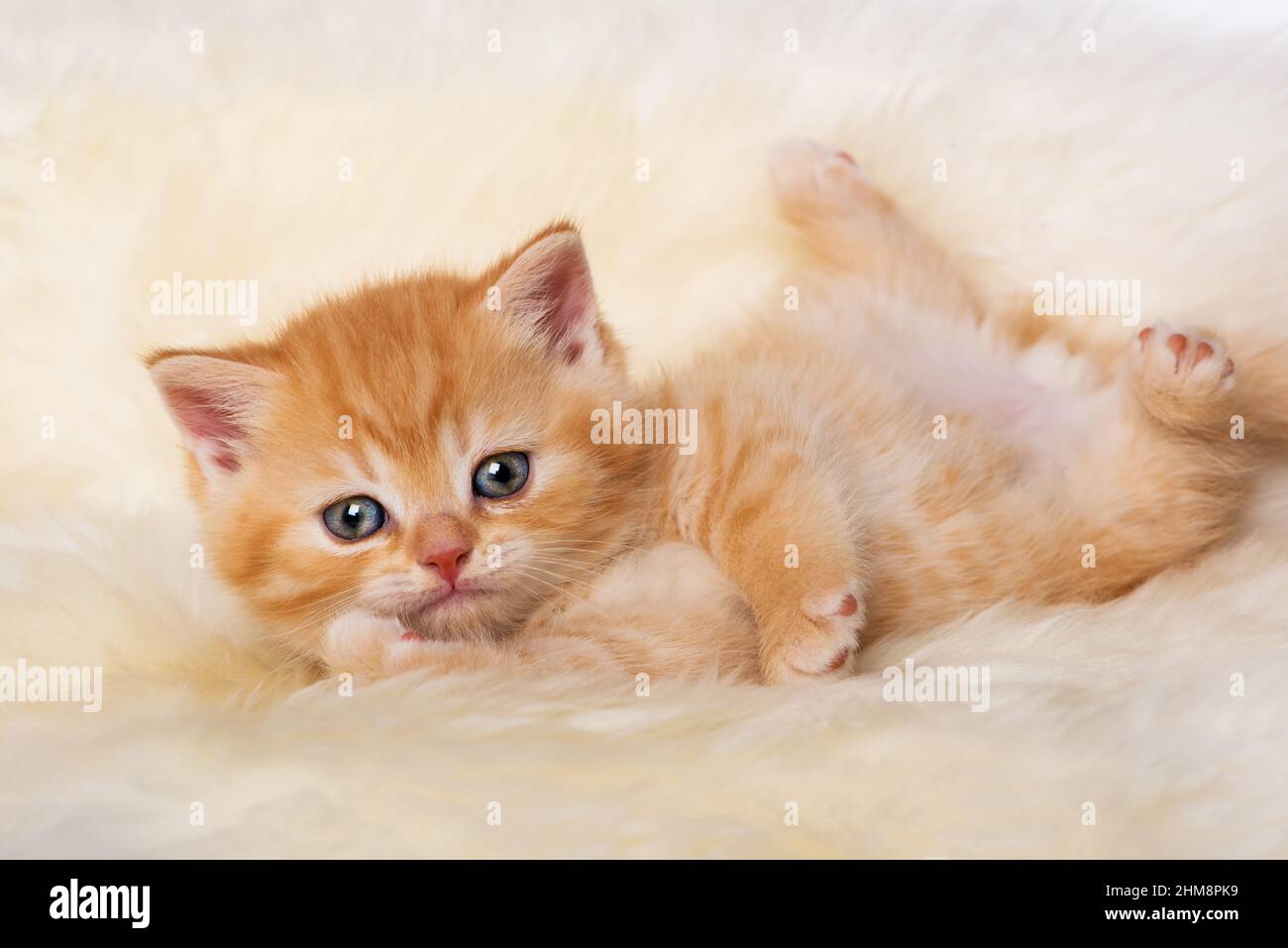 Cute red tabby kitten lying on a blanket Stock Photo - Alamy