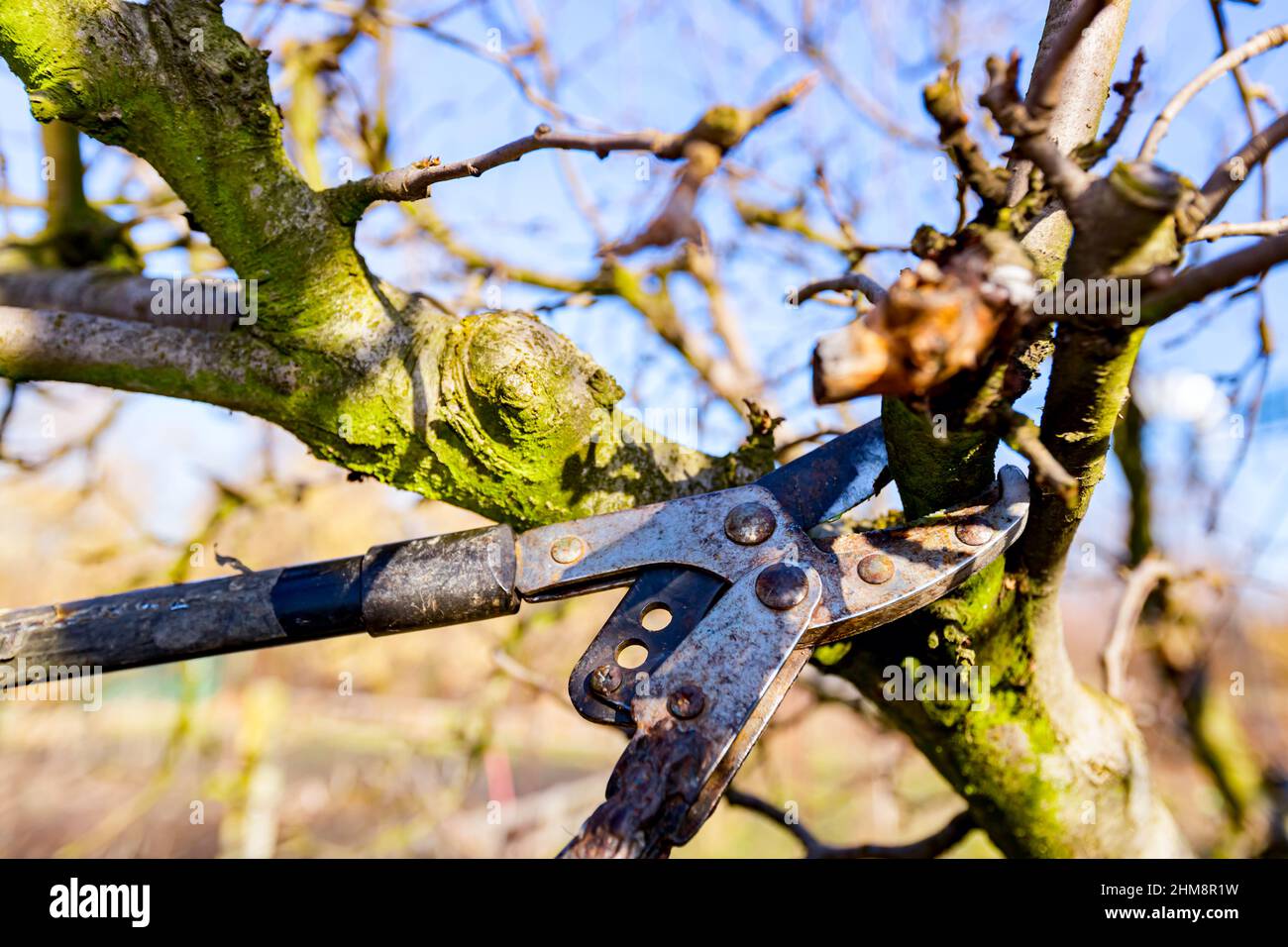 Mechanism and blade of long loppers as pruning branches of fruit trees ...