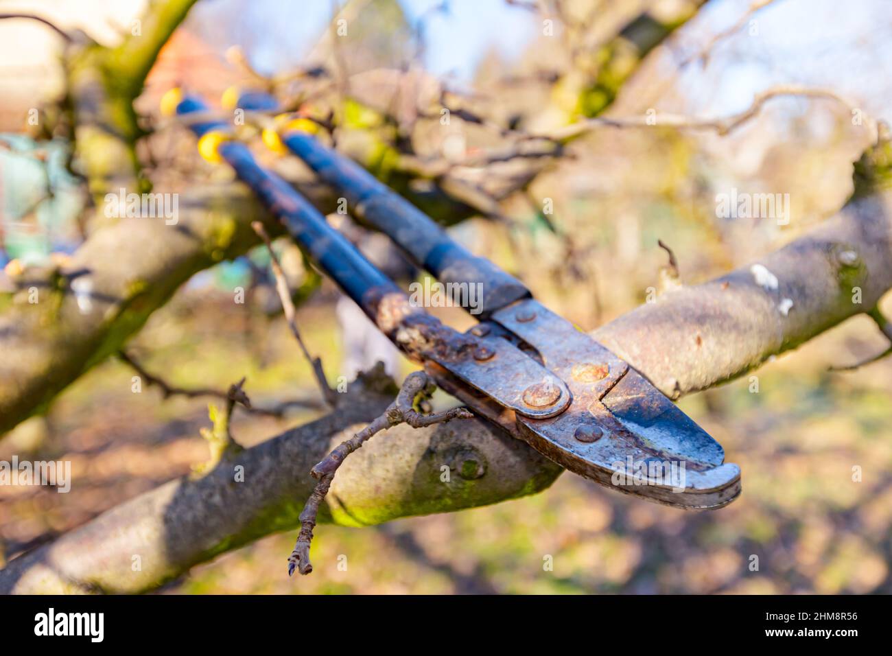 Mechanism and blade of long loppers as pruning branches of fruit trees ...