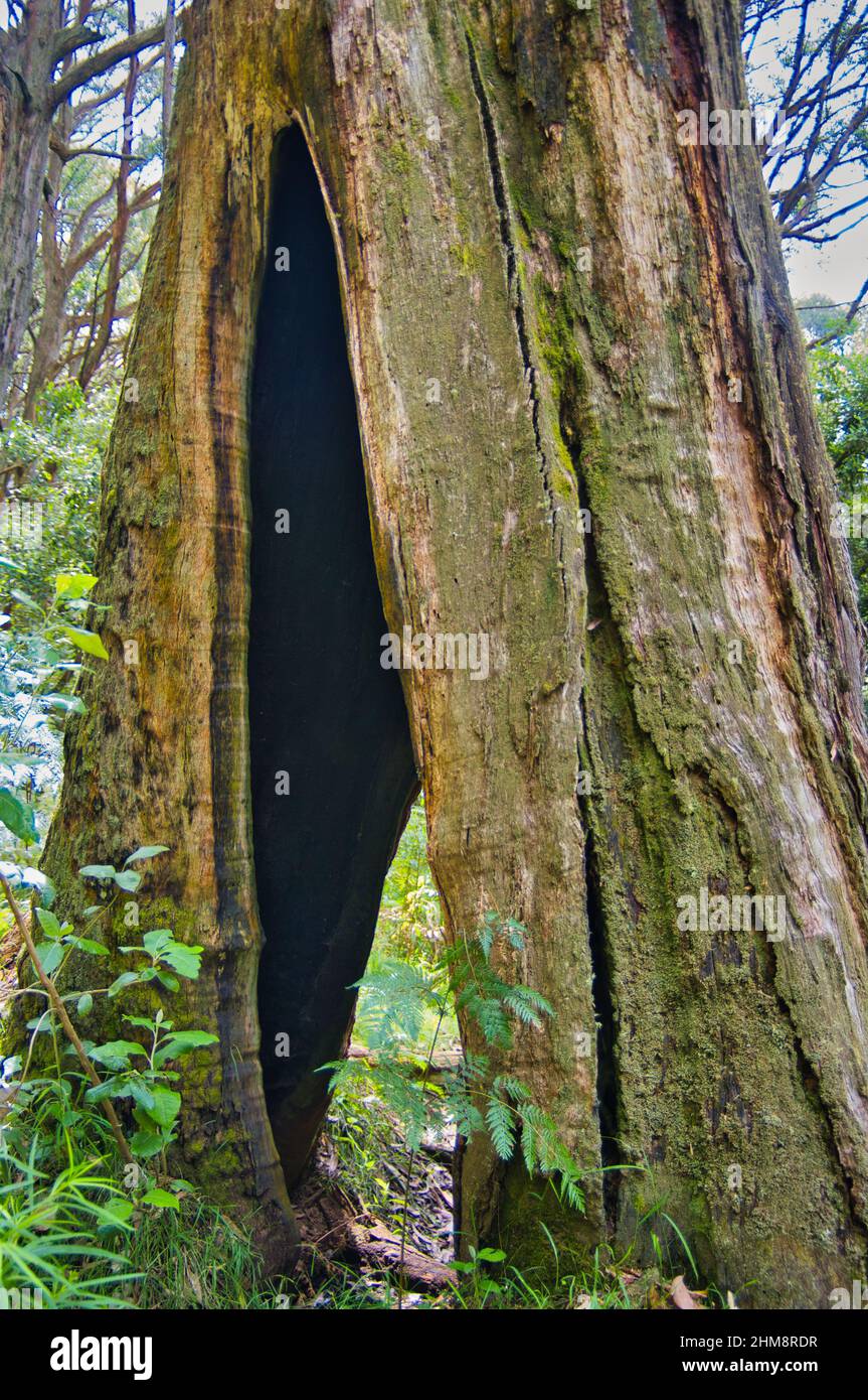 Giant hollow tree trunk in a forest in Victoria, Australia Stock Photo ...