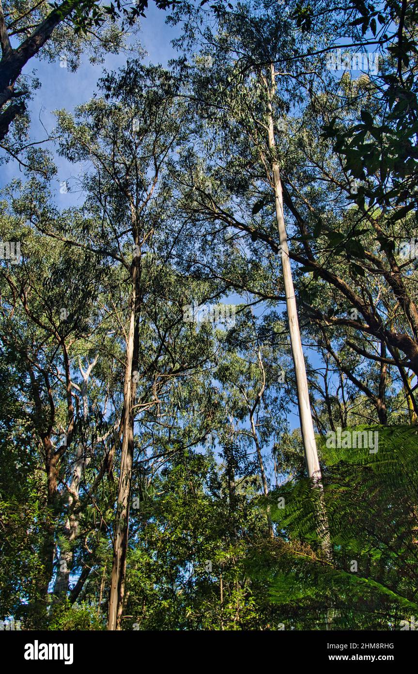Tall eucalyptus trees with white trunks in a forest near Warburton ...