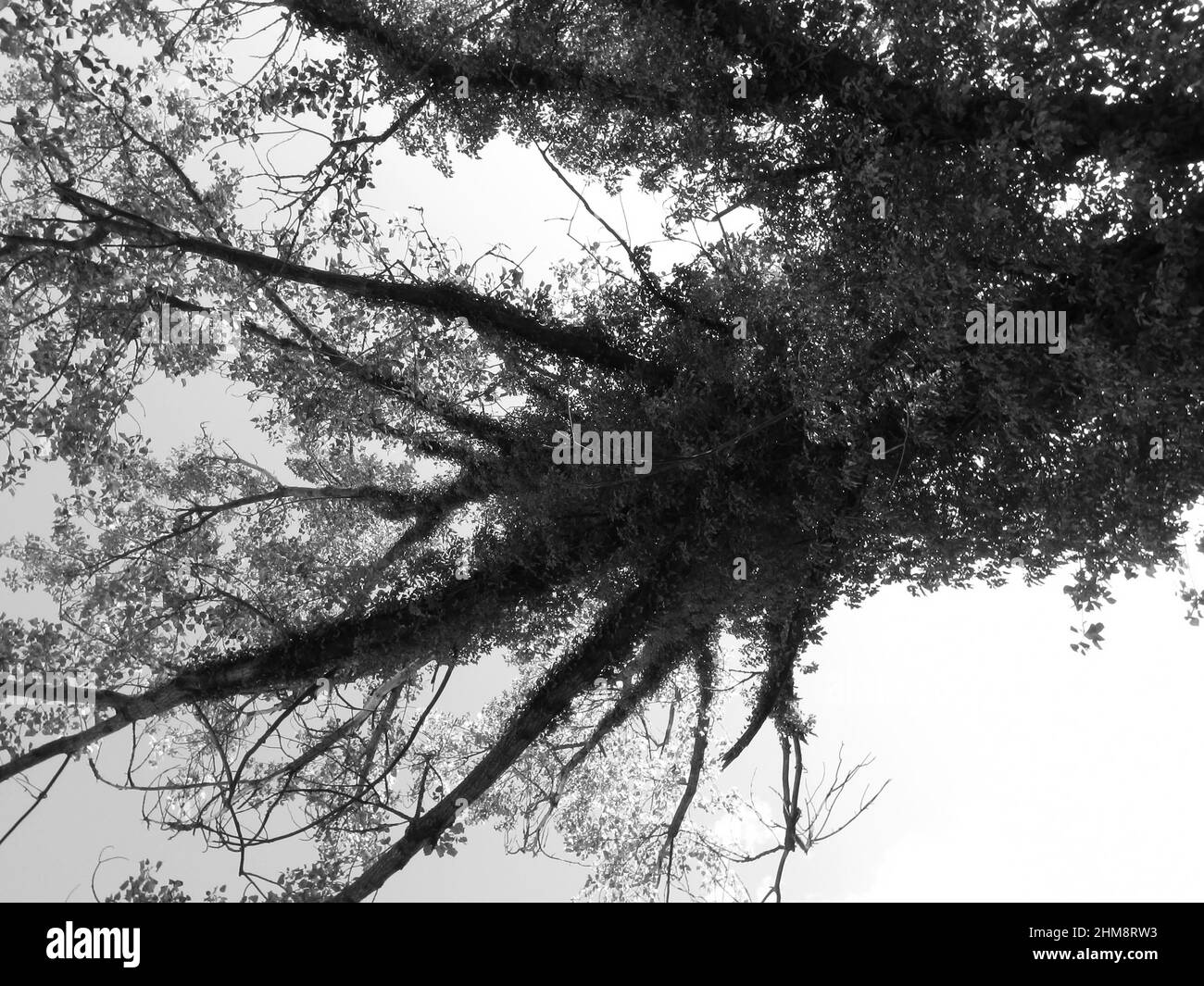 Tree branches view from below Stock Photo - Alamy
