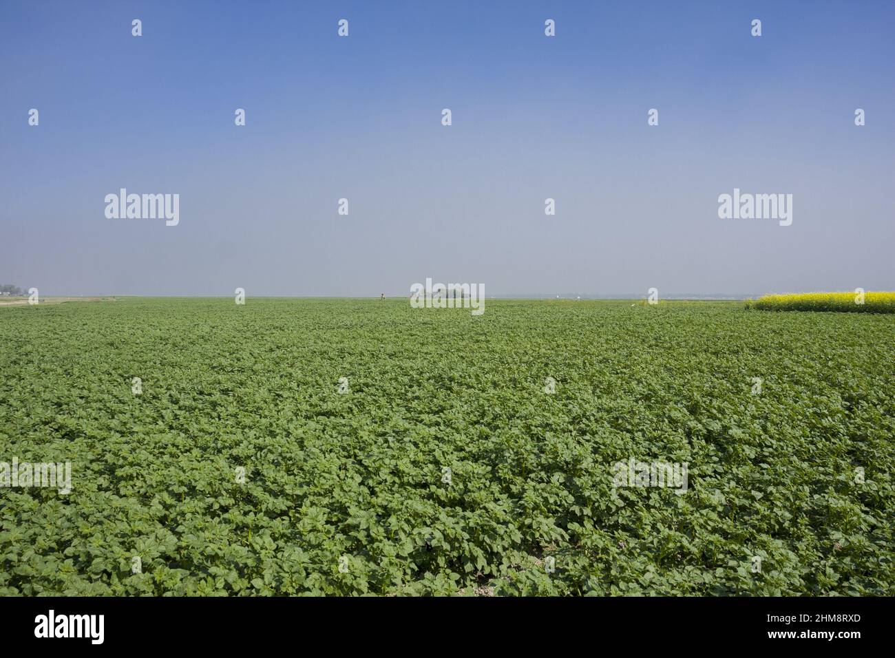 Landscape Photo of Green Potato Field of Bangladesh Stock Photo - Alamy
