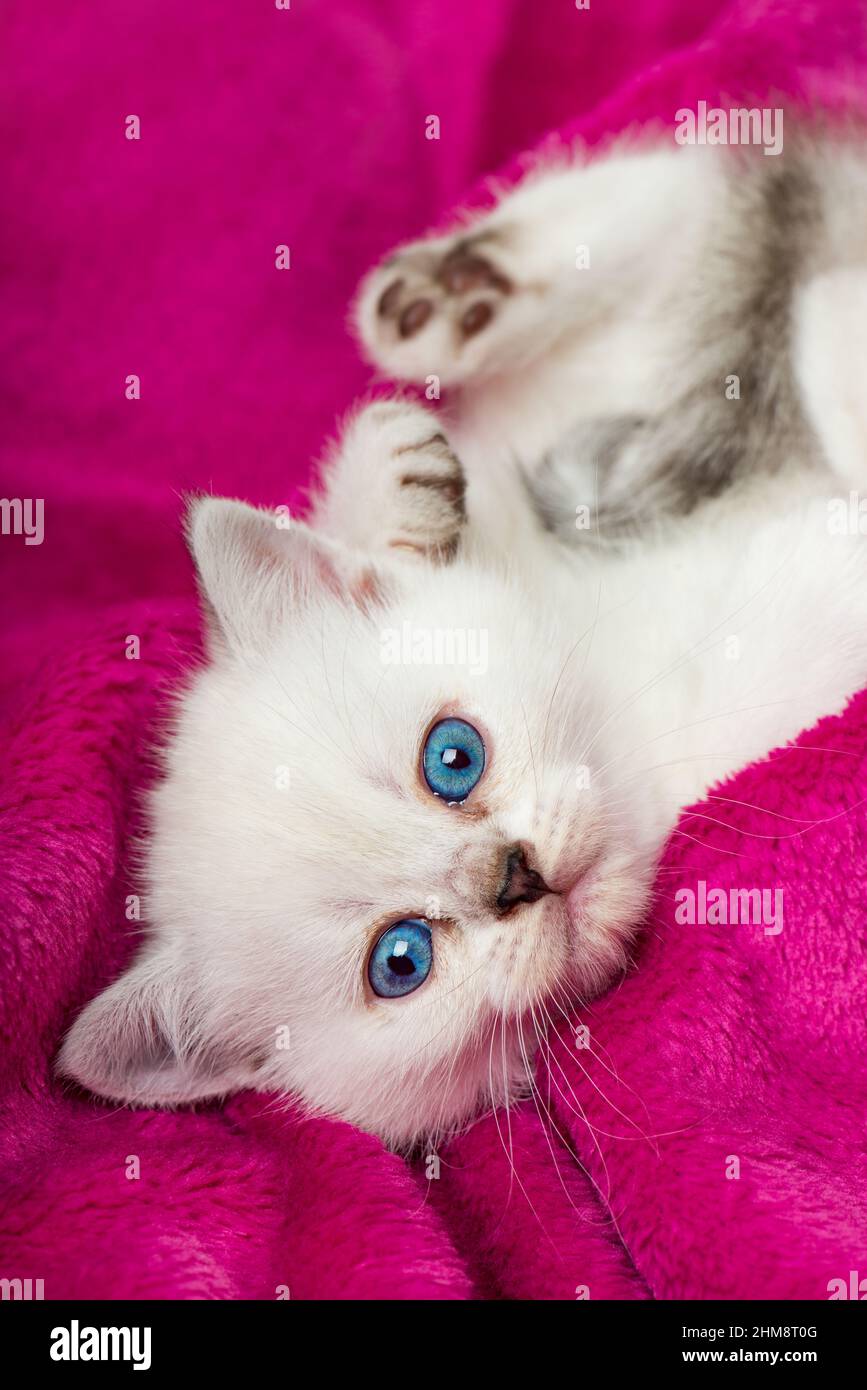 British shorthair kitten on a pink blaket Stock Photo - Alamy