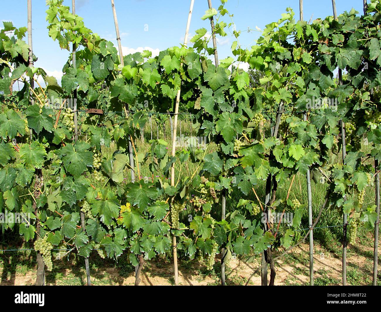 Grapes on a tree in a vineyard Stock Photo - Alamy