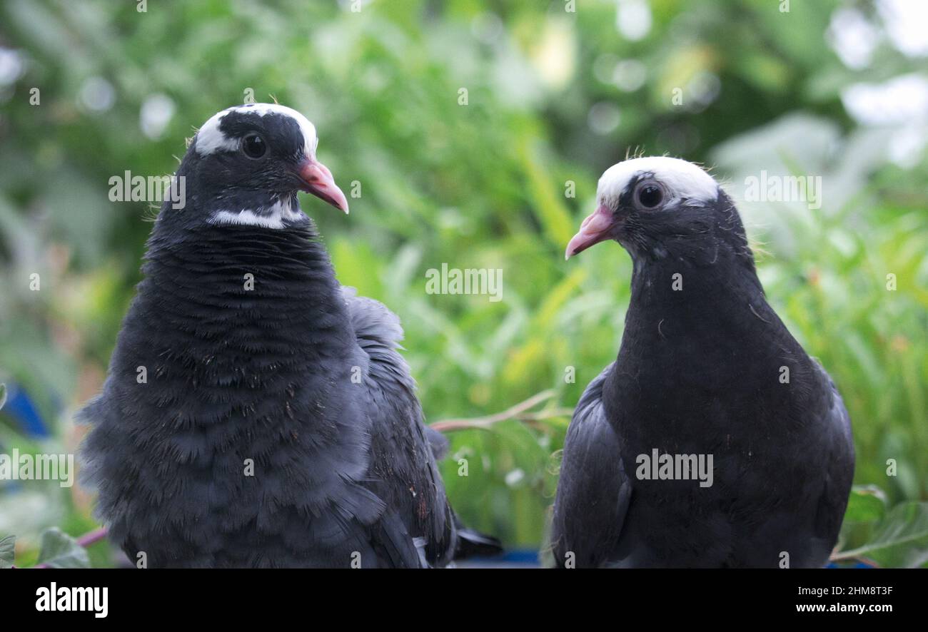 Two beautiful baby pigeons. It looks very cute Stock Photo - Alamy