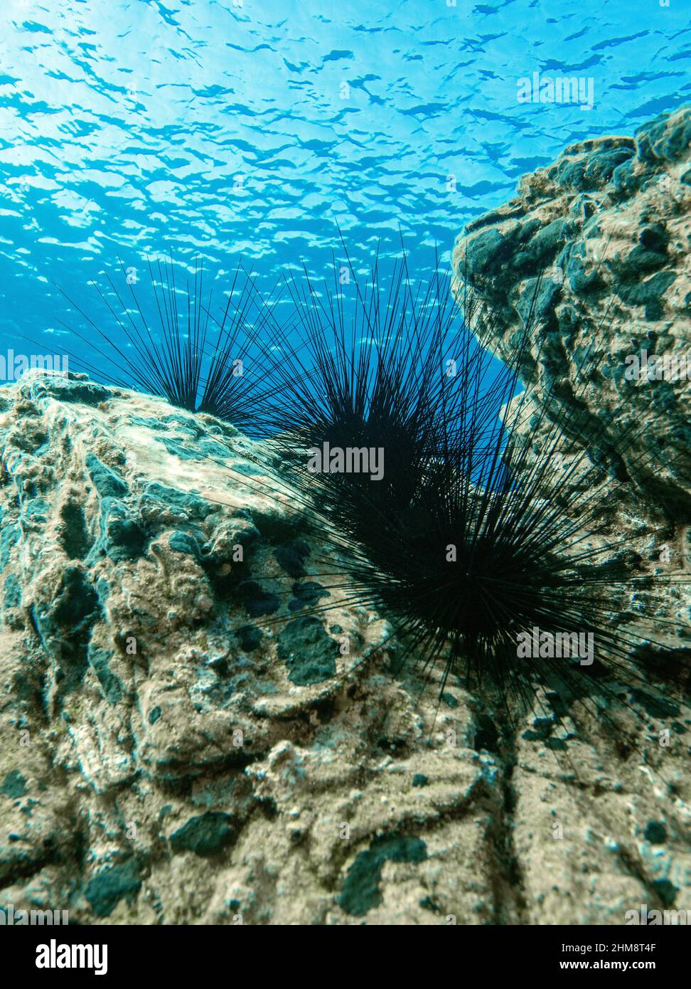 Setosum hi-res stock photography and images - Alamy