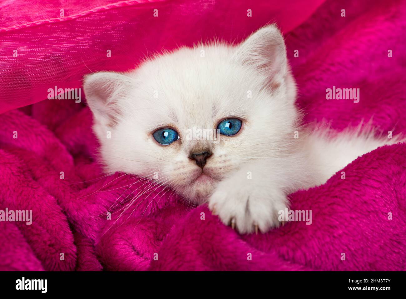 British shorthair kitten on a pink blaket Stock Photo - Alamy