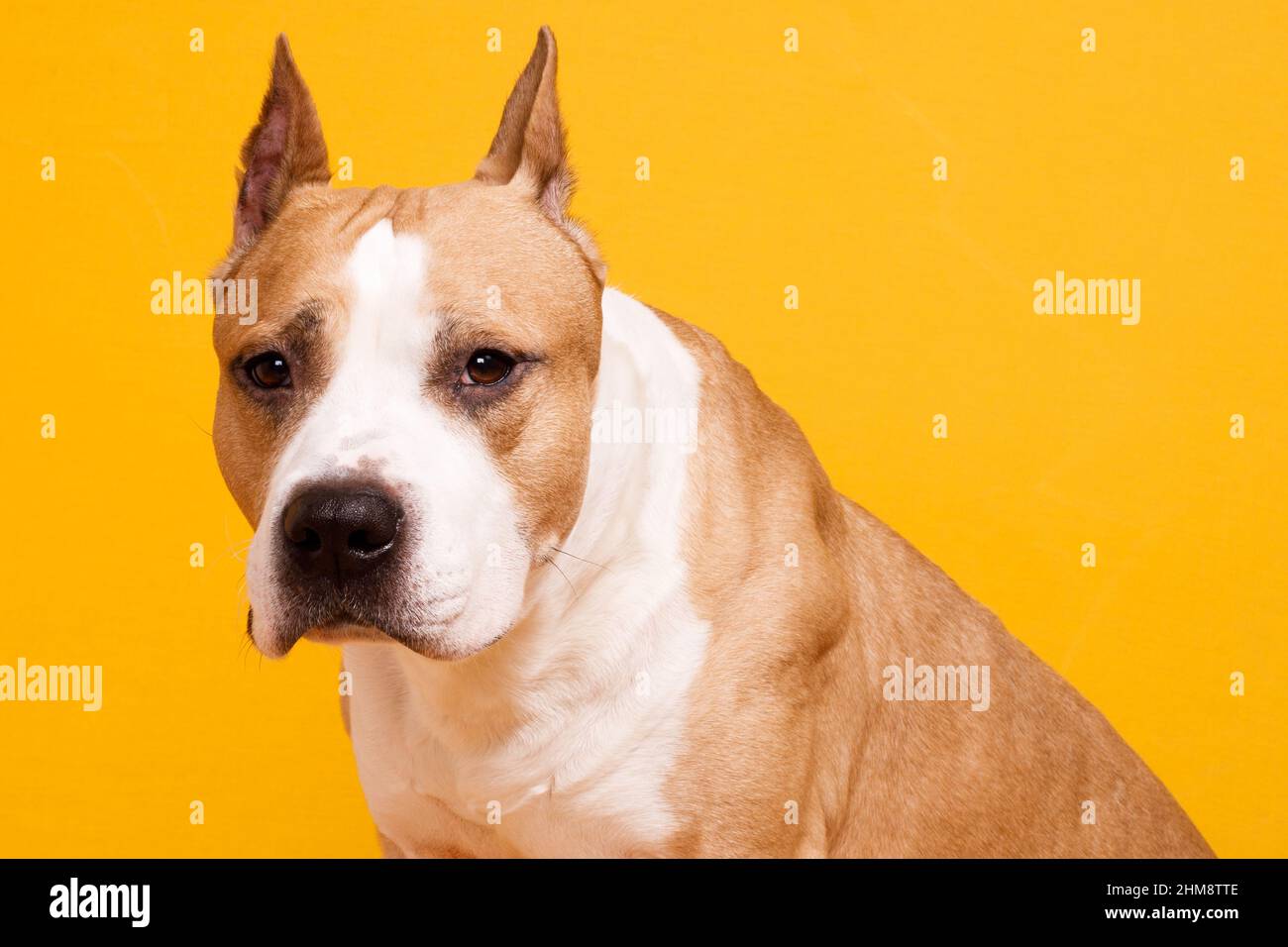 dog breed american staffordshire terrier on a yellow background. High ...