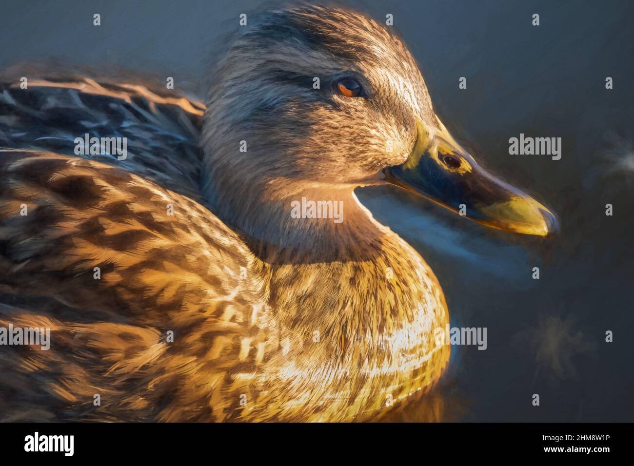 Digital painting of a female mallard dabbling duck, anas platyrhynchos ...