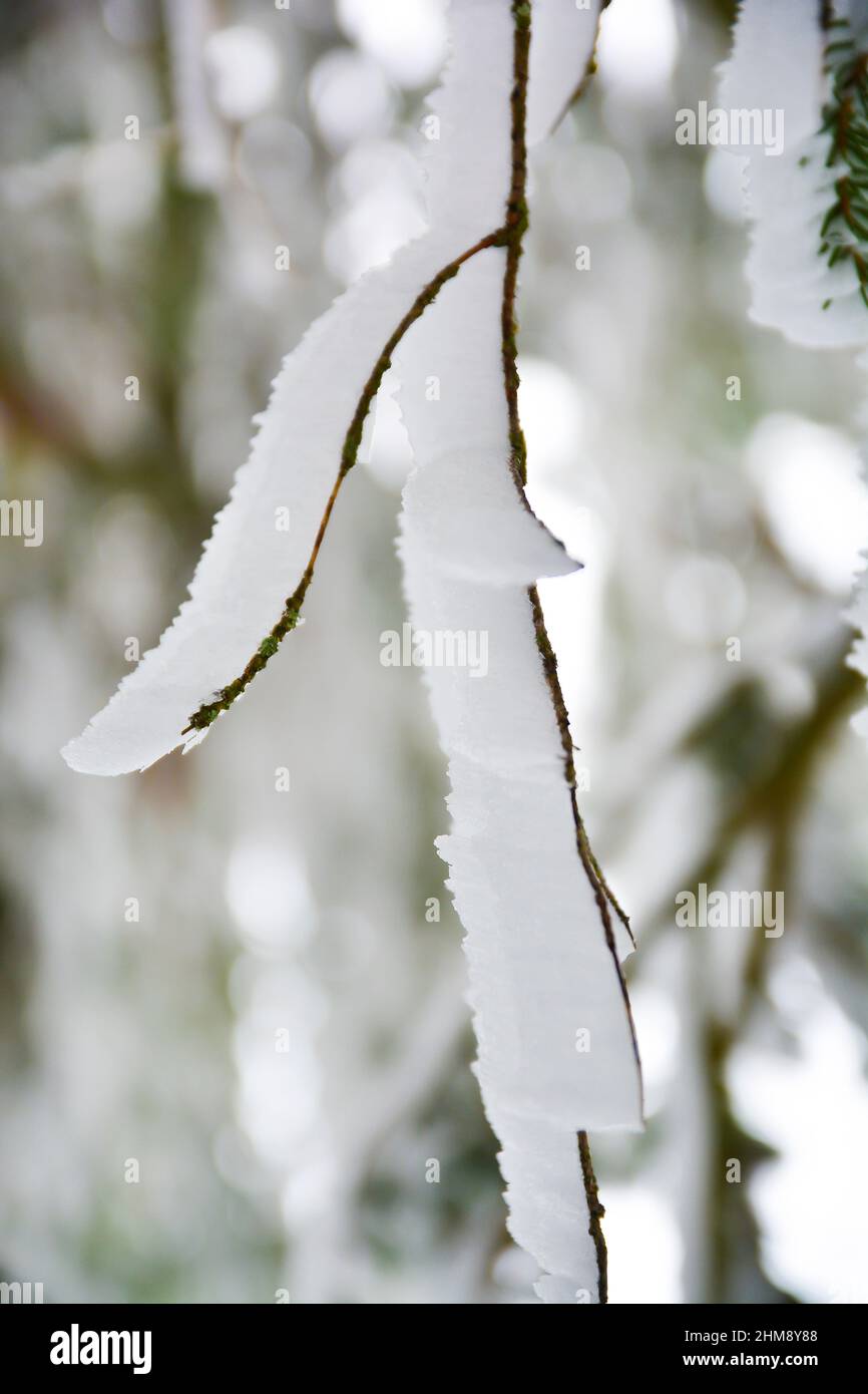 Ice cold tree branch with blue background hi-res stock photography and ...