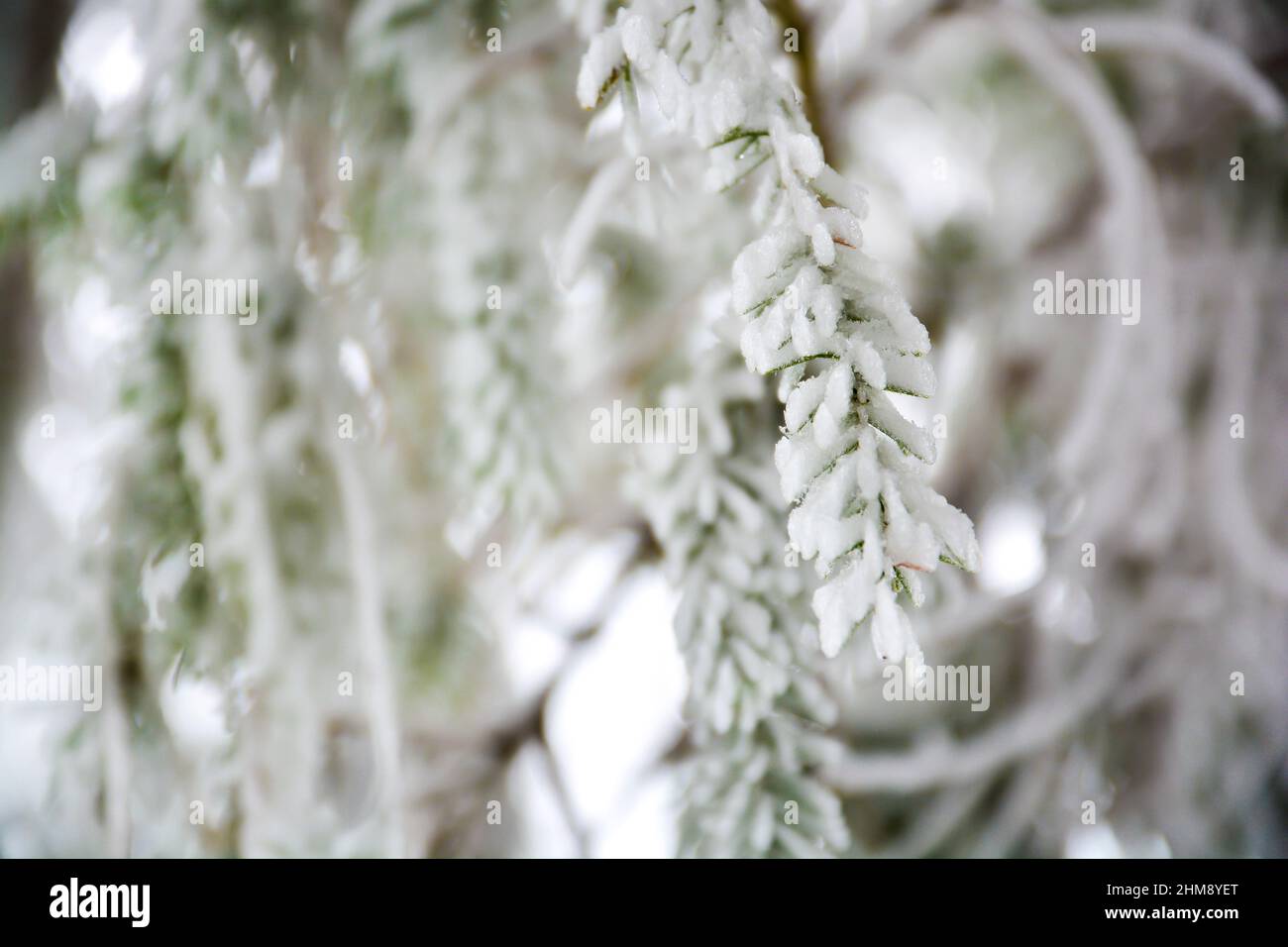 Ice cold tree branch with blue background hi-res stock photography and ...