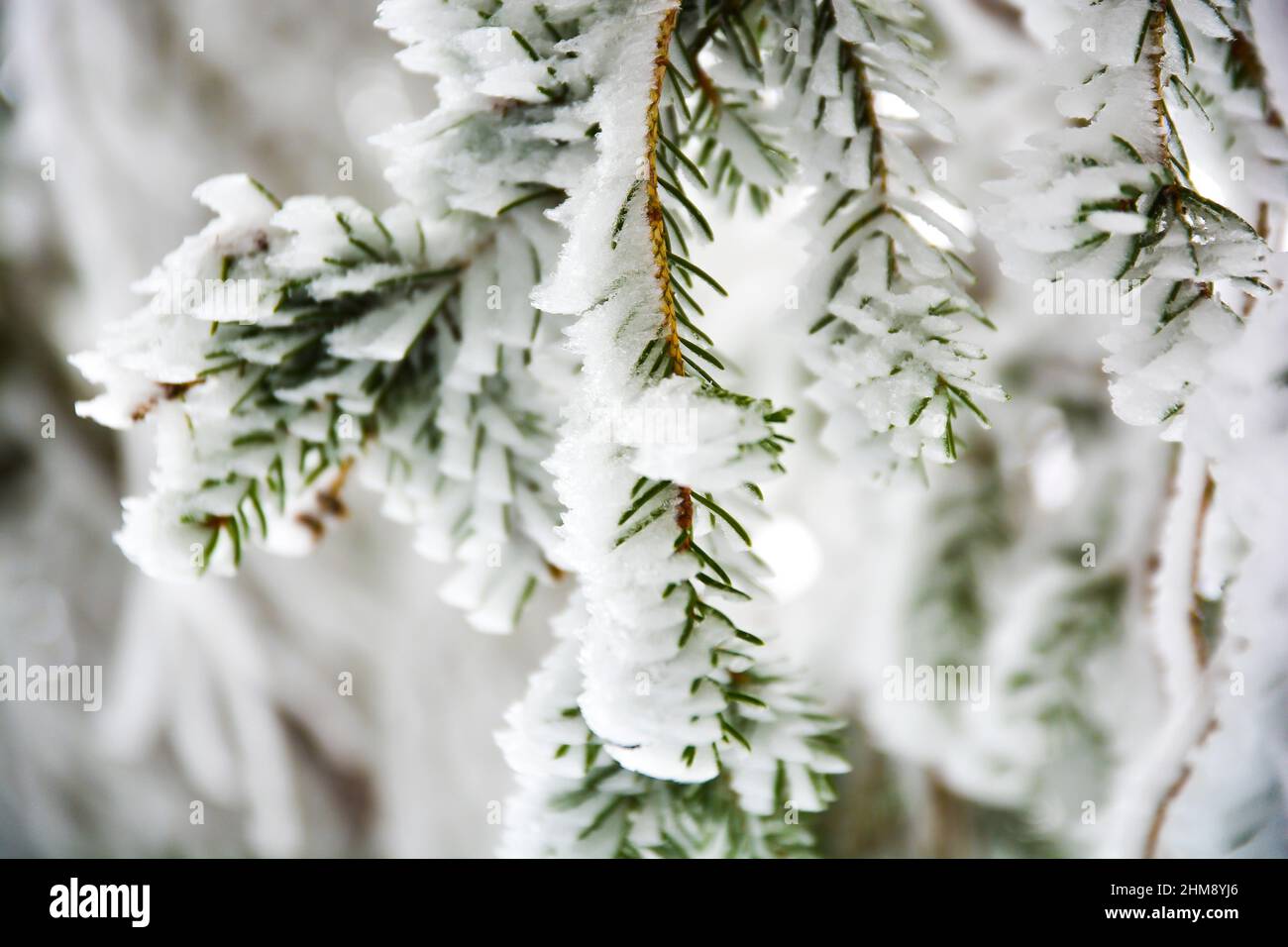 Ice cold tree branch with blue background hi-res stock photography and ...