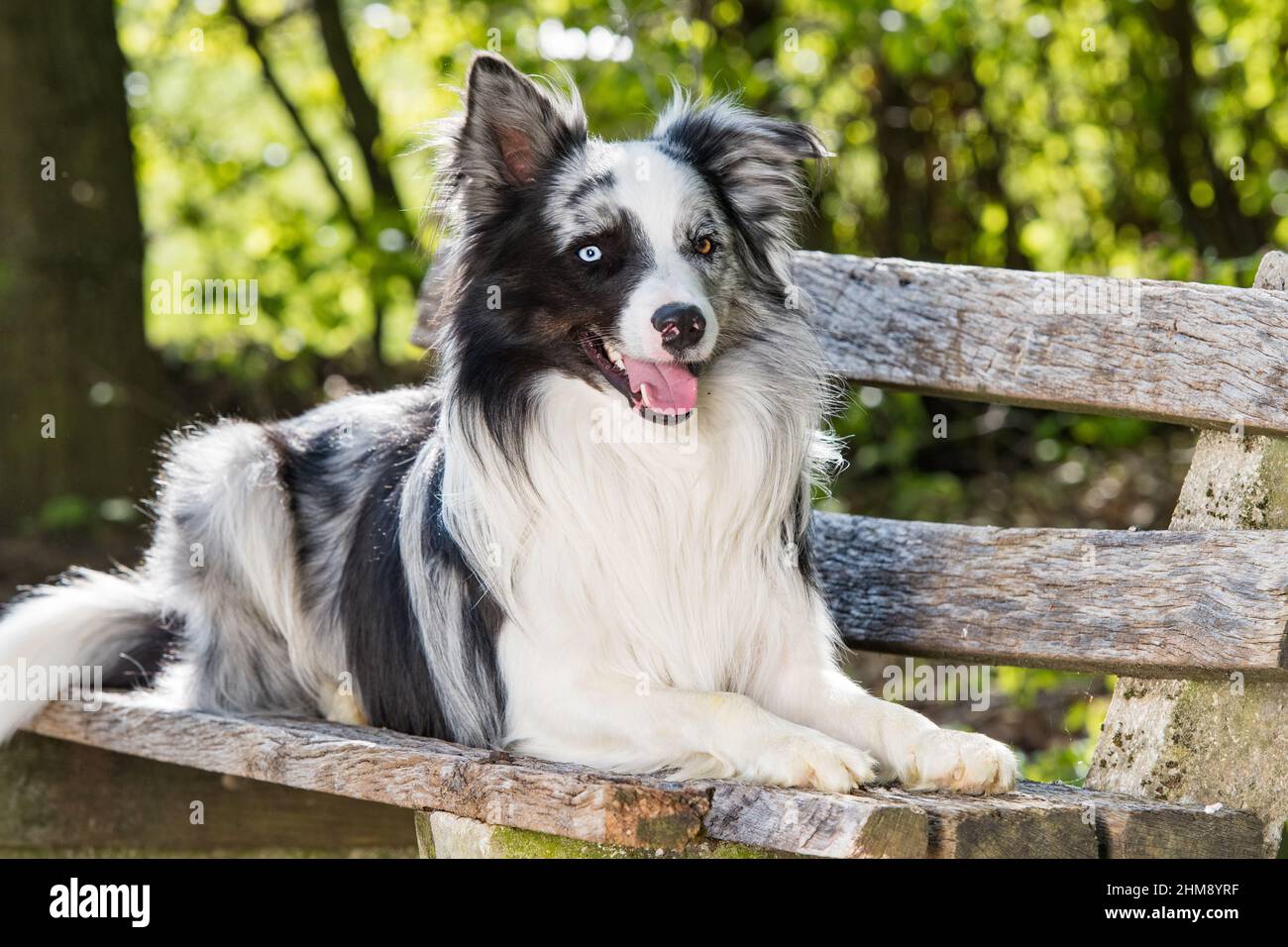Border collie on a old wooden park bench Stock Photo - Alamy