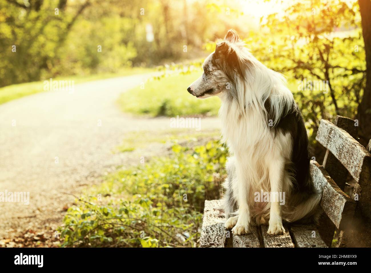Border collie on a old wooden park bench Stock Photo - Alamy