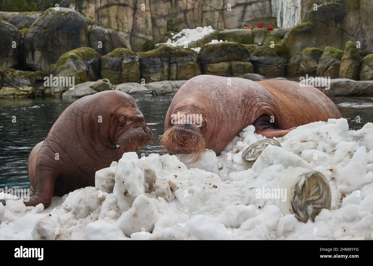 Stellingen zoo hi-res stock photography and images - Alamy