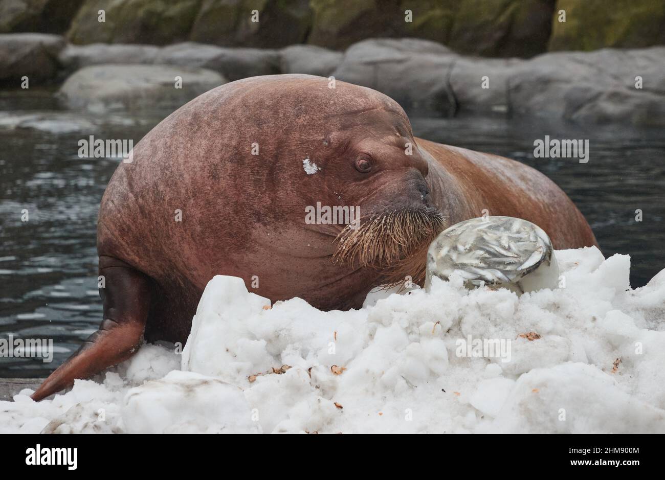 Hamburg, Germany. 08th Feb, 2022. Walrus Polosa looks at a block of ice ...