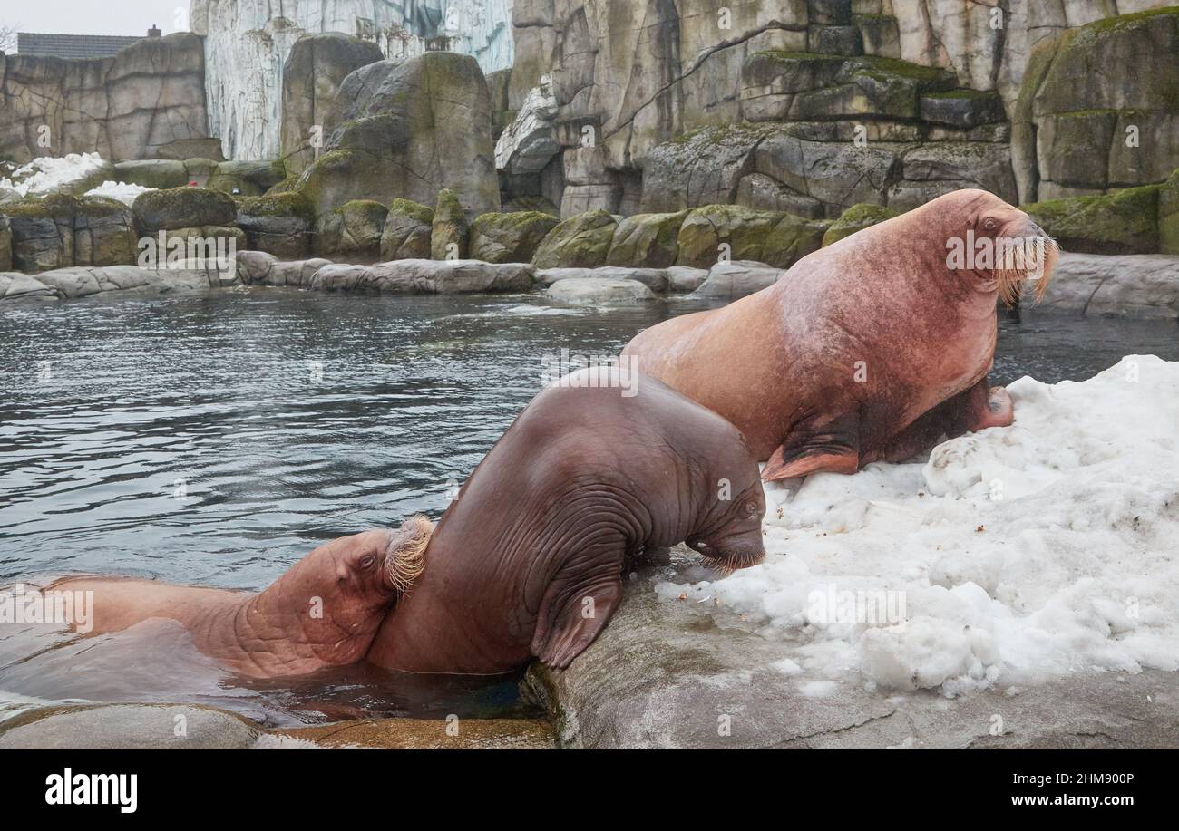 Stellingen zoo hi-res stock photography and images - Alamy