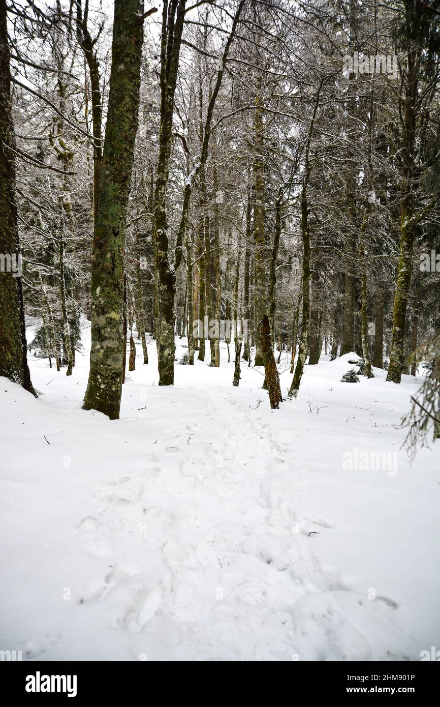 Clip art trees sky hi-res stock photography and images - Alamy