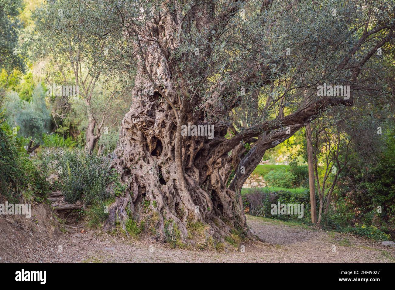2000 years old olive tree: Stara Maslina in Budva, Montenegro. It is ...