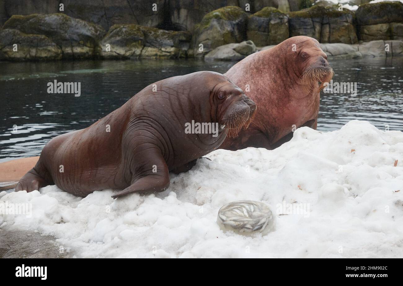 Hamburg, Germany. 08th Feb, 2022. Walruses Fiete (l) and Polosa look at ...
