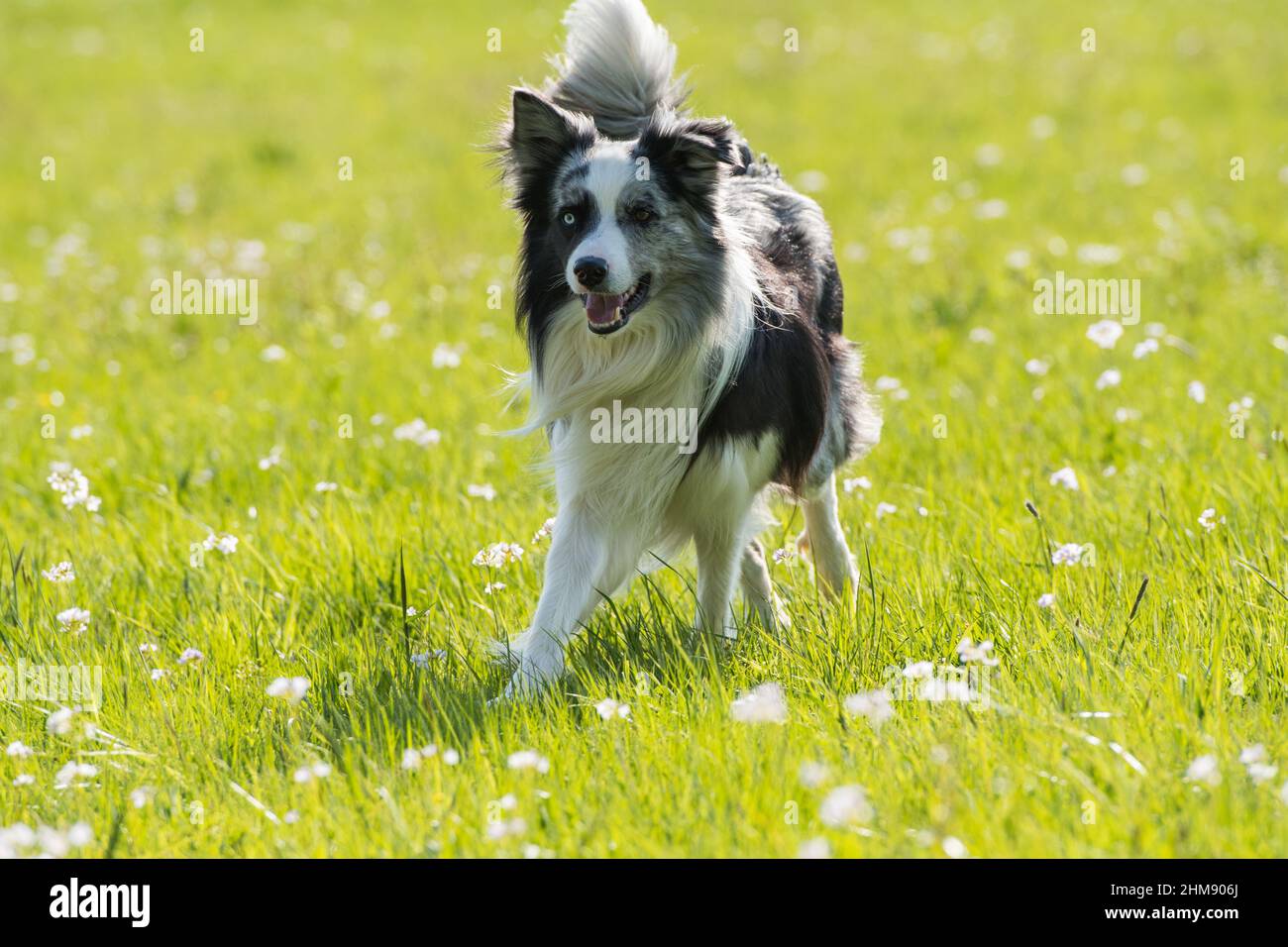 Border collie dog in a spring flower meadow Stock Photo - Alamy