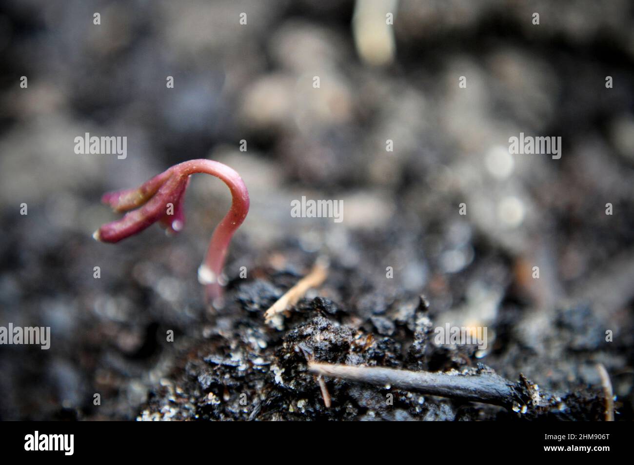 Seedling sprouting hi-res stock photography and images - Alamy