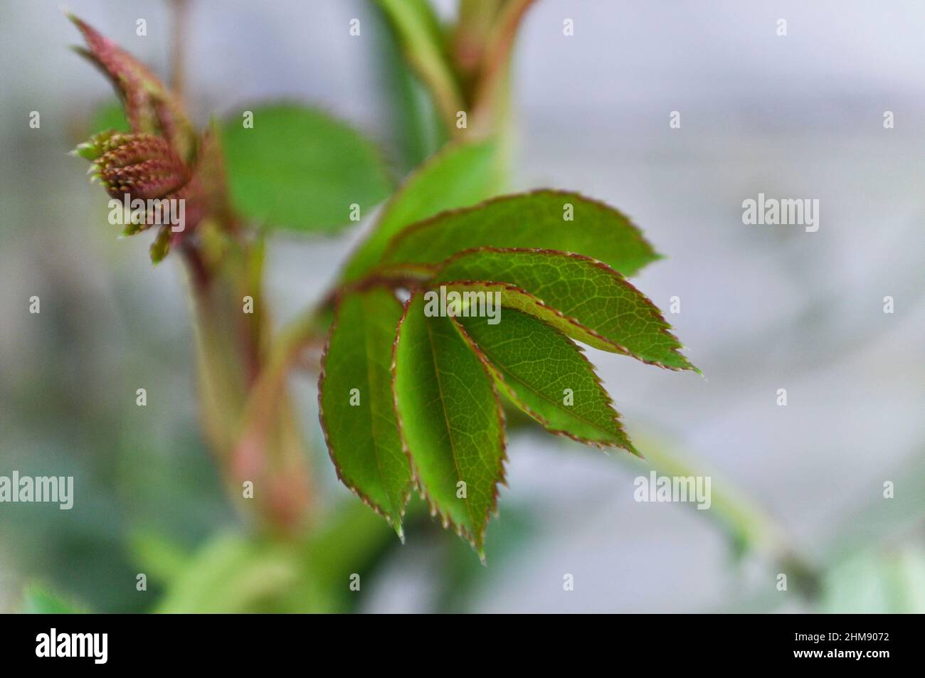 Spring growth on the climbing rose Claire Austin (Rosa) - February, UK ...