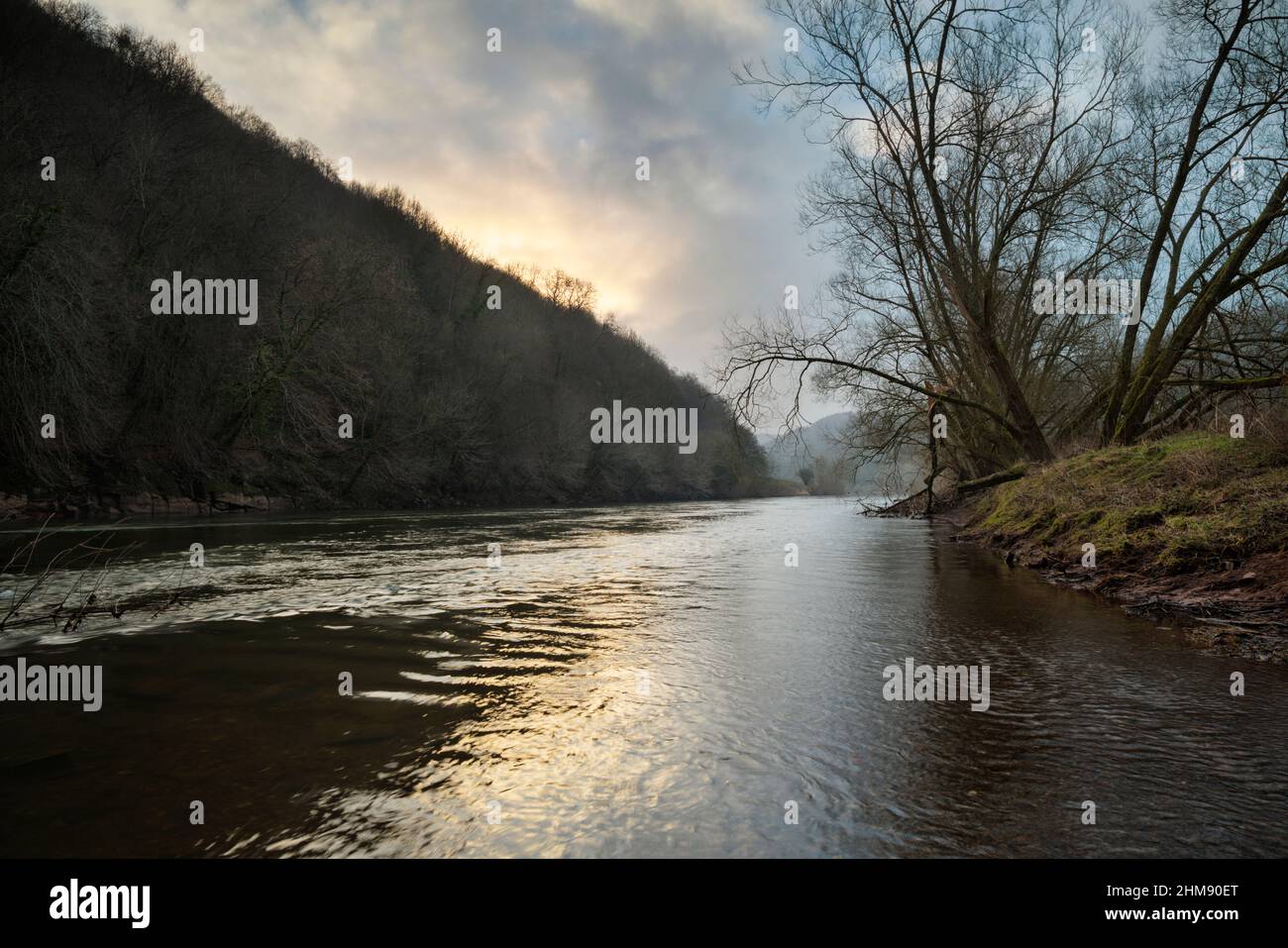 Wind damaged trees on the lower River Wye Stock Photo - Alamy