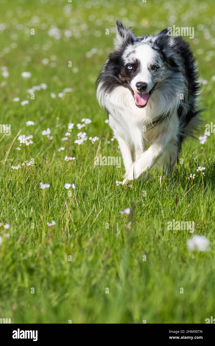 Border collie dog in a spring flower meadow Stock Photo - Alamy