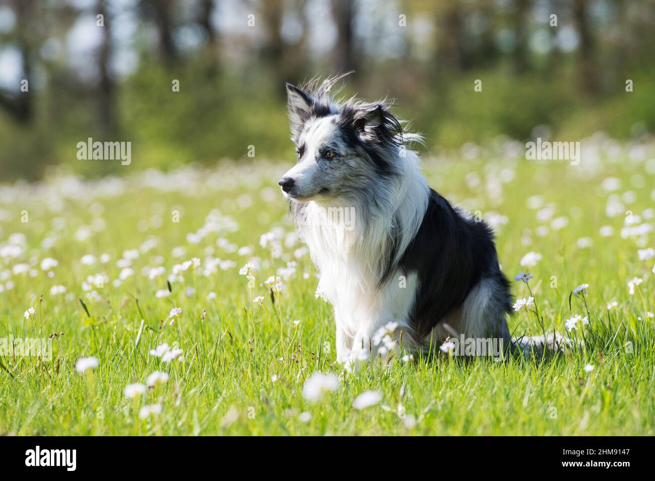 Border collie dog in a spring flower meadow Stock Photo - Alamy