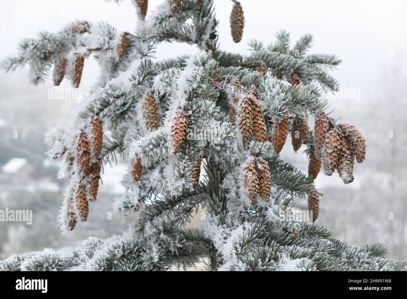 Frozen cones and branches of spruce tree. Winter nature Stock Photo - Alamy