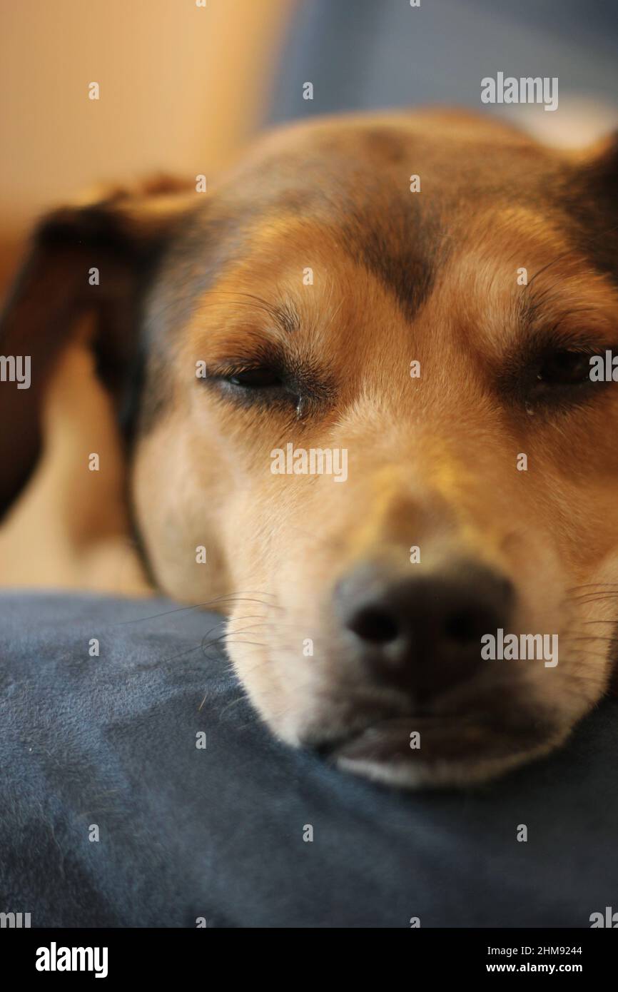 Cute brown pitty dog resting and relaxing on the family couch Stock ...