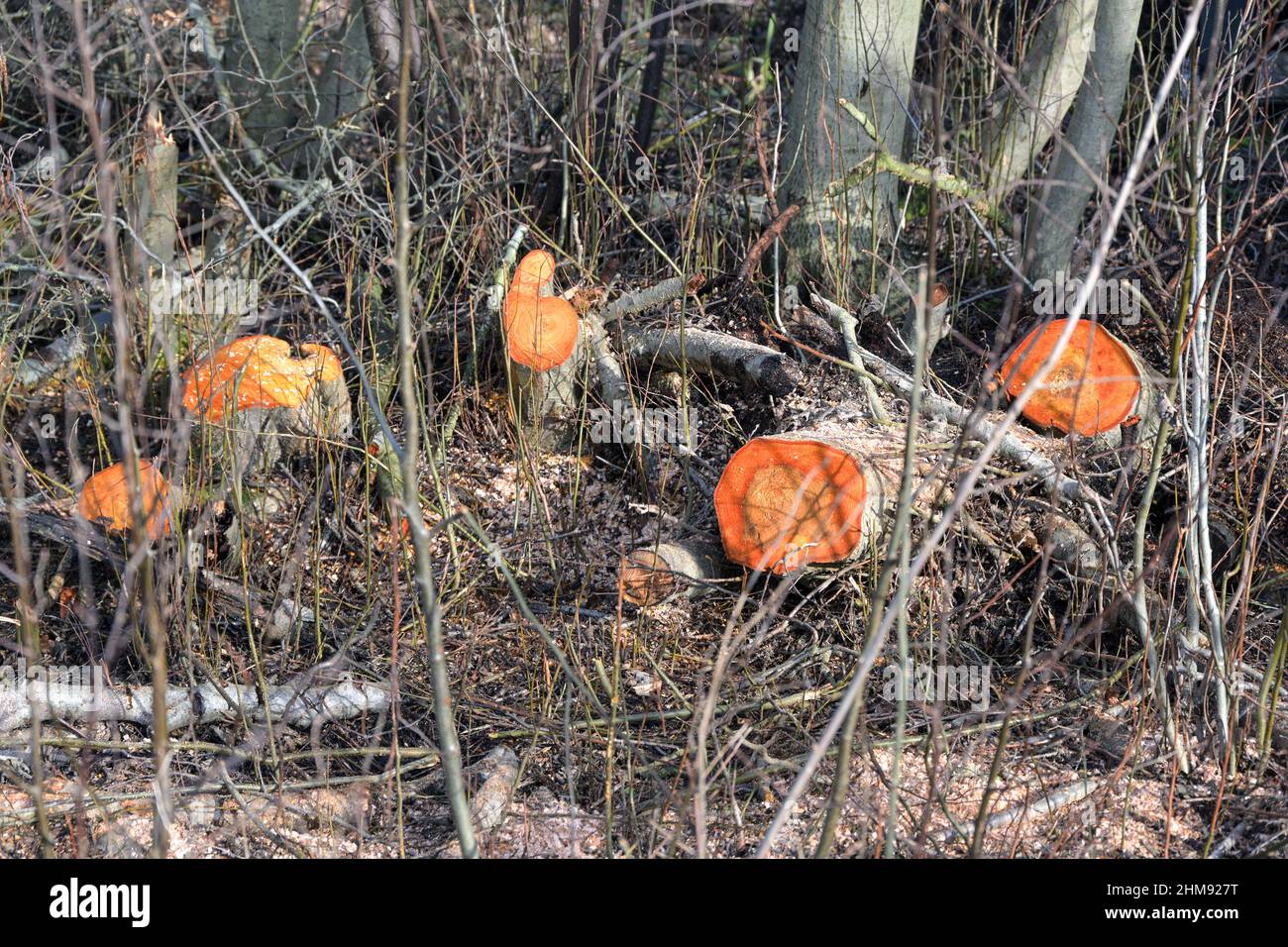 Red alder tree hi-res stock photography and images - Alamy