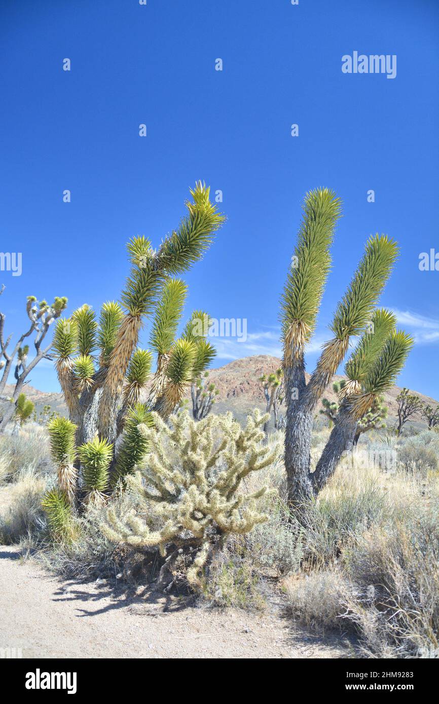 Joshua tree Yucca brevifolia and Cholla cactus growing on Mojave ...