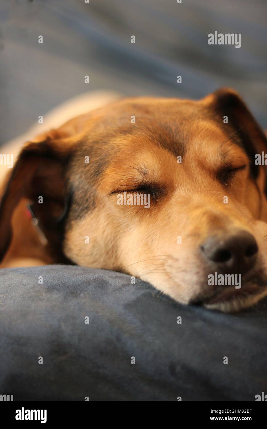 Cute brown pitty dog resting and relaxing on the family couch Stock ...