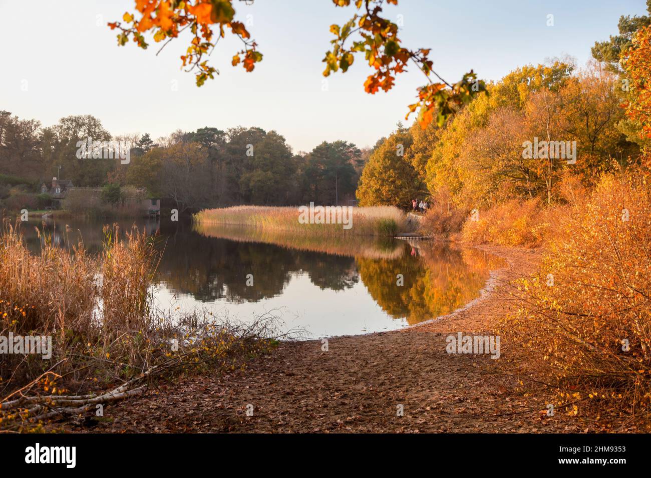 View over Frensham Little Pond, near Farnham, Surrey with golden autumn ...